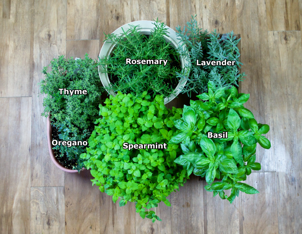 Compound Syrups: Herbs – House of Mary